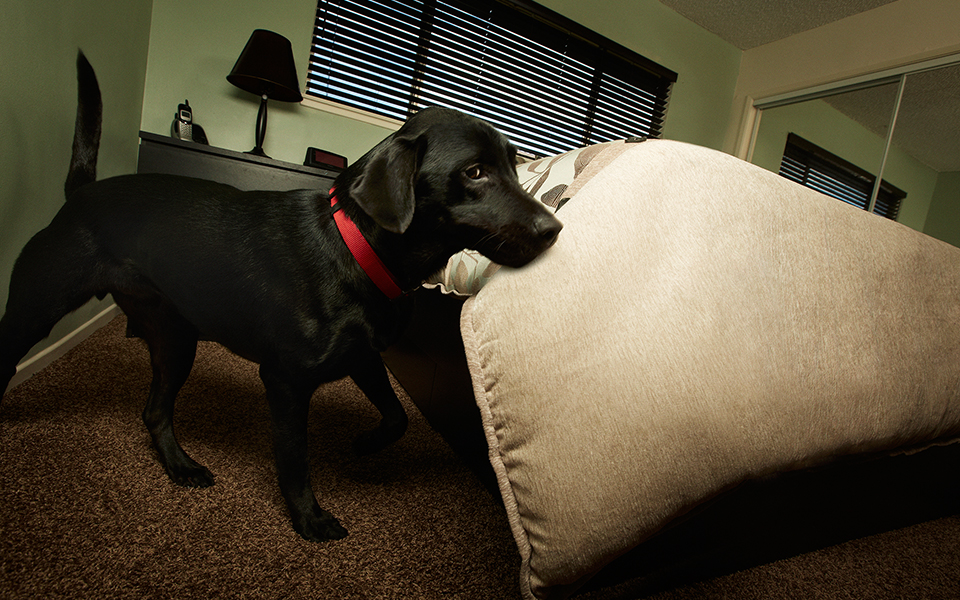 Benefits of Taking Help from Scent Detection Dogs to Identify A Bed Bug ...